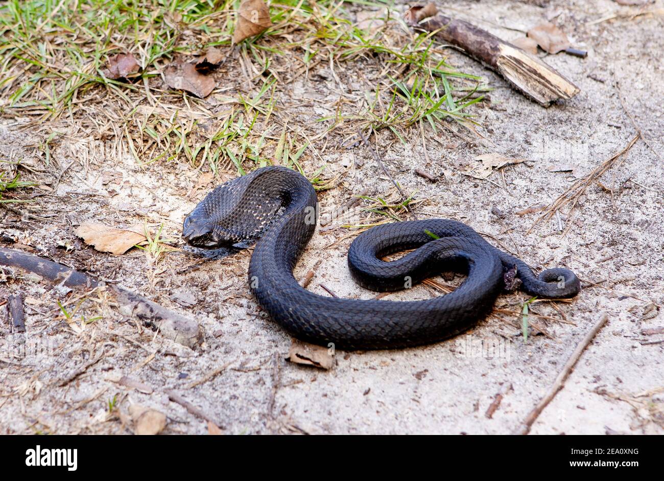 Spreading adder hi-res stock photography and images - Alamy