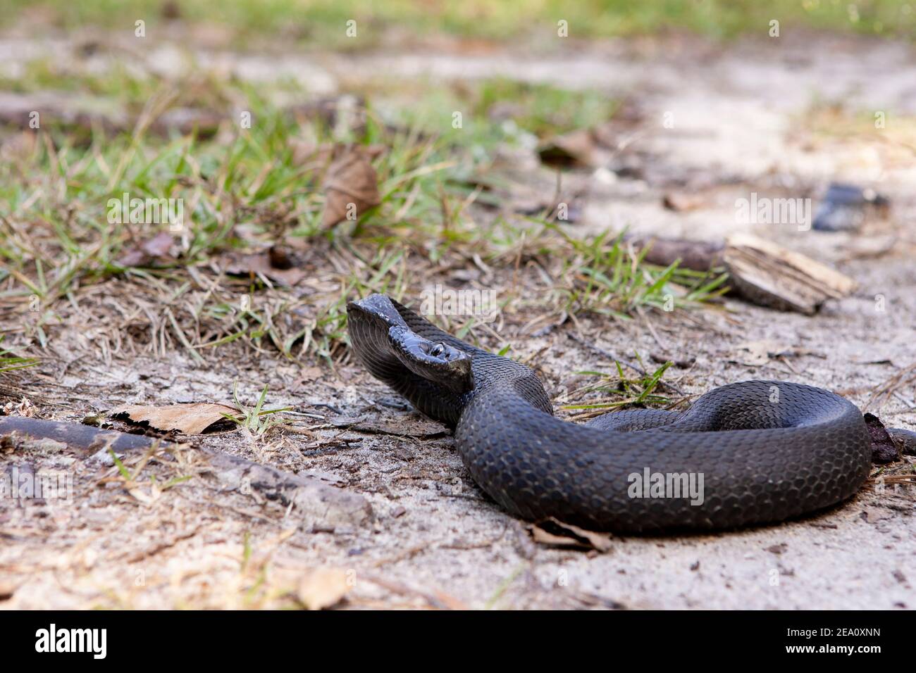 Melanistic phase snake hi-res stock photography and images - Alamy