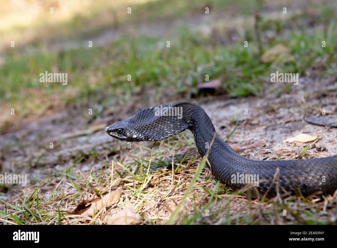 Hog nose snake hi-res stock photography and images - Alamy