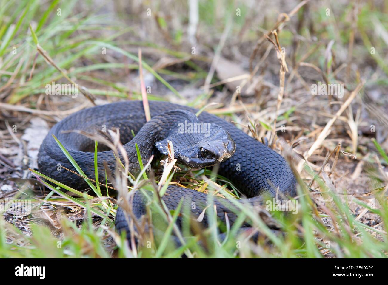 An eastern hognose snake (Heterodon platirhinos) with black ...