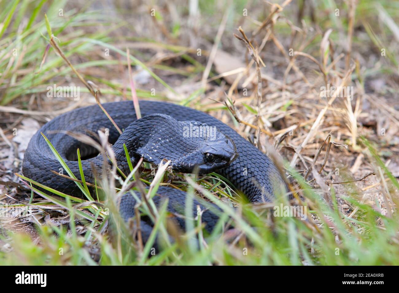Spreading adder hi-res stock photography and images - Alamy