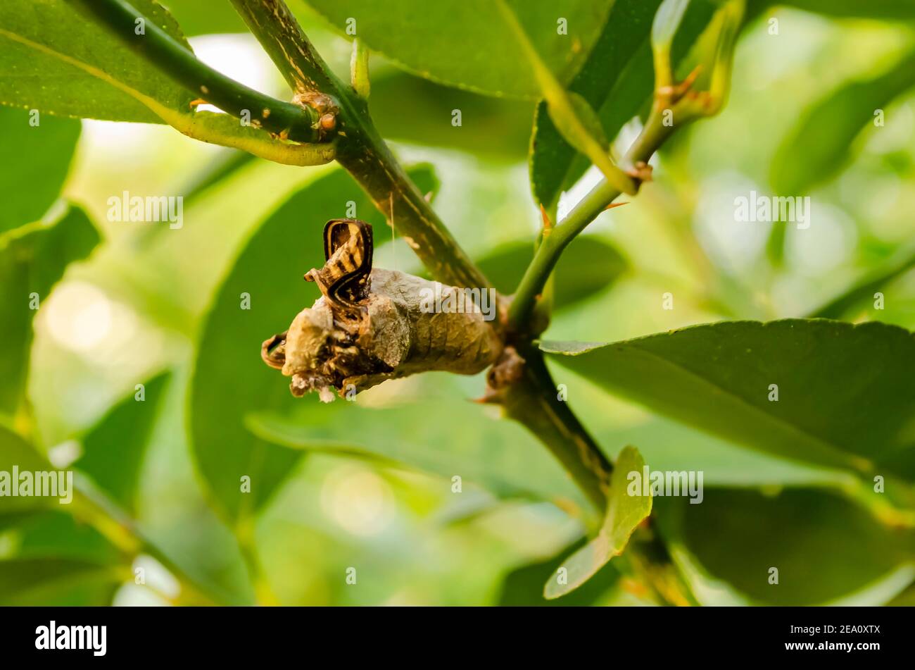 Pupal structure hi-res stock photography and images - Alamy