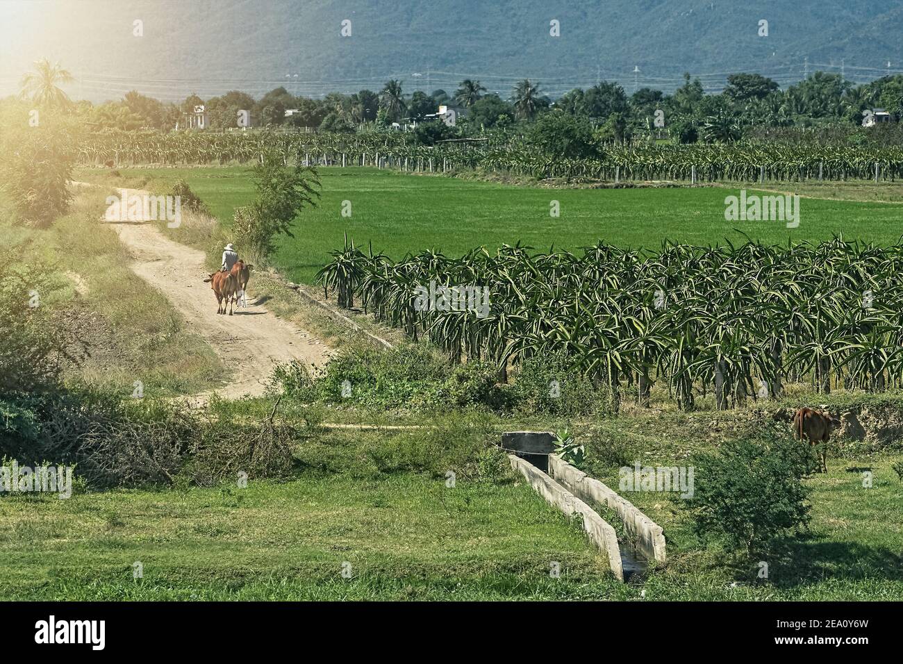 View of the countryside landscape in Asia. The farmer leads the cows ...