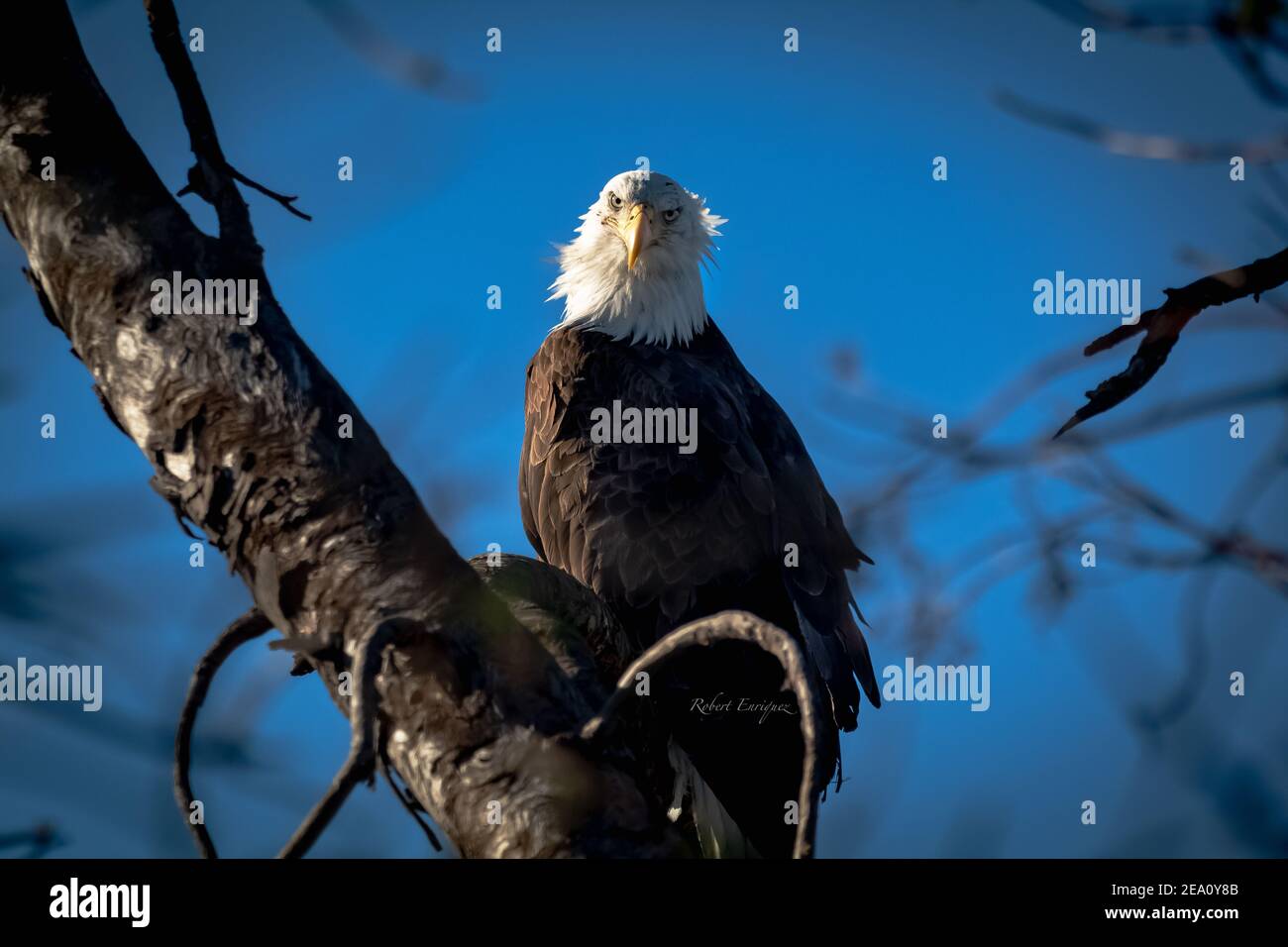 An American Bald Eagle in a tree Stock Photo - Alamy