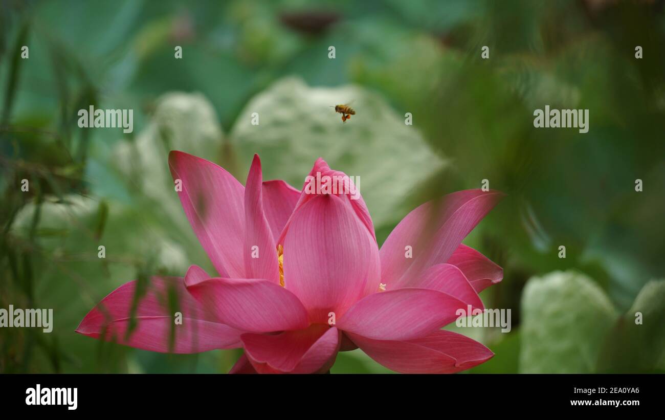 Stages of lotus flower hi-res stock photography and images - Alamy