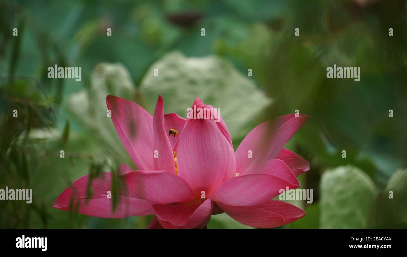 Stages of lotus flower hi-res stock photography and images - Alamy