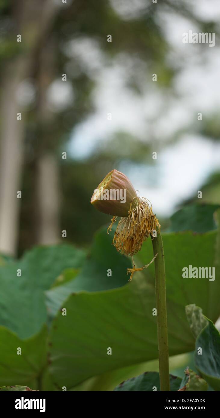 Stages of lotus flower hi-res stock photography and images - Alamy
