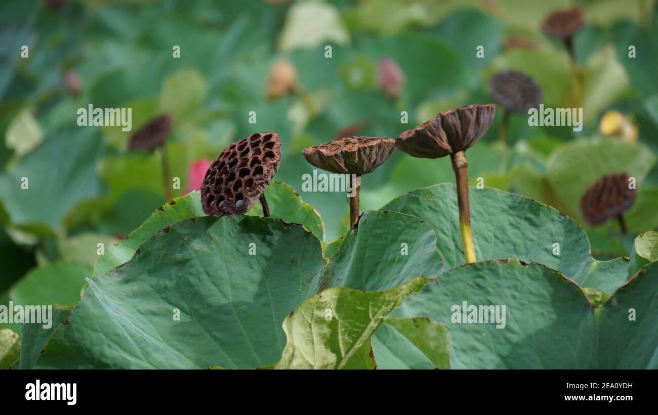 Stages of lotus flower hi-res stock photography and images - Alamy