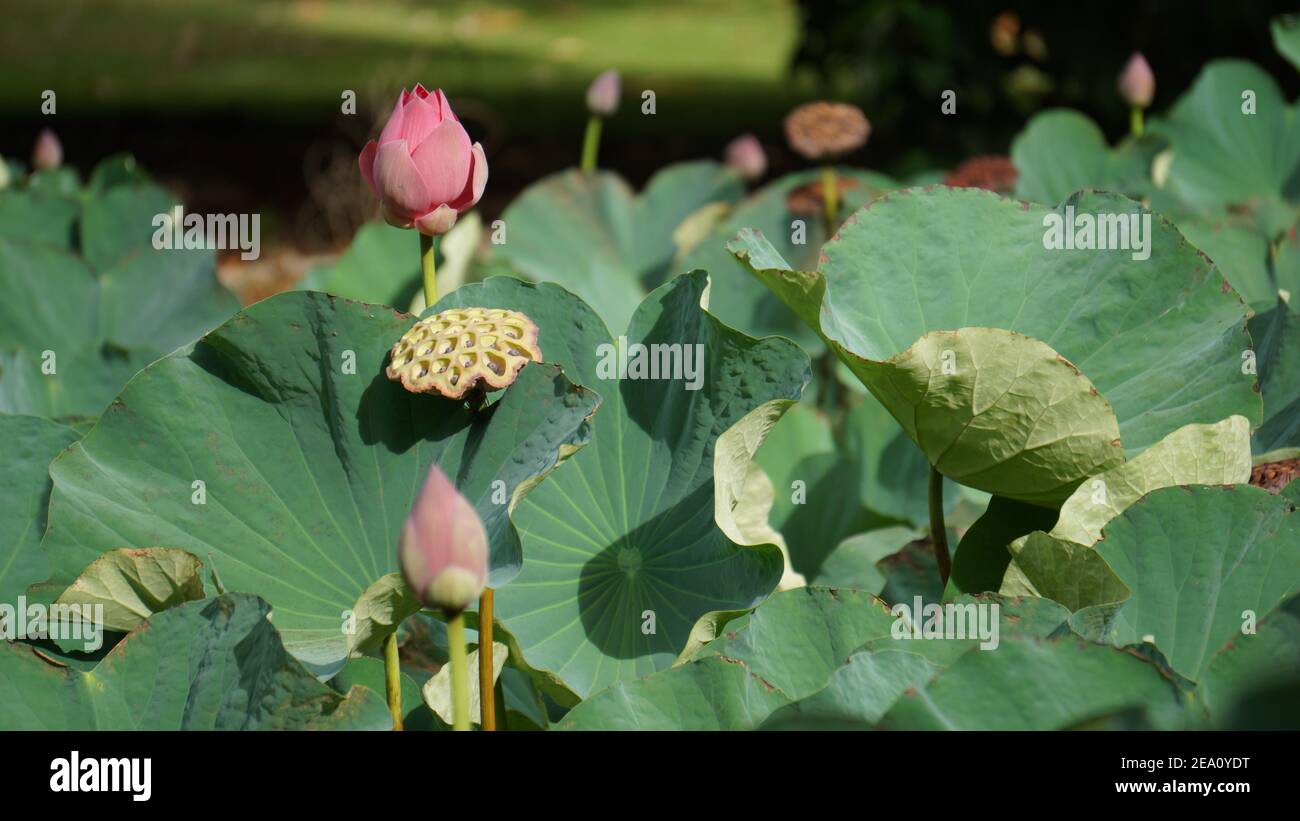 Stages of lotus flower hi-res stock photography and images - Alamy