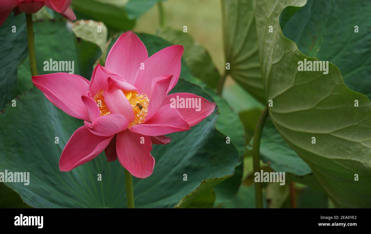 Stages of lotus flower hi-res stock photography and images - Alamy