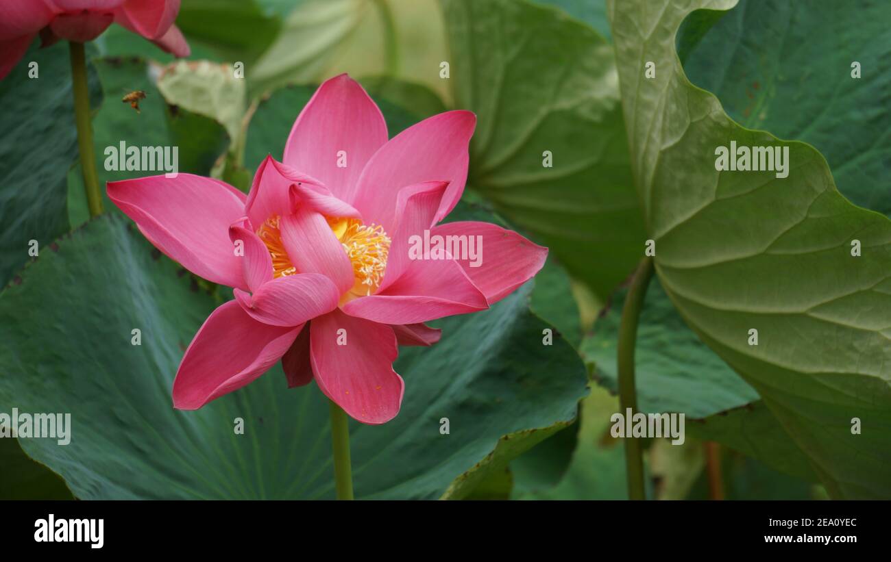 Stages of lotus flower hi-res stock photography and images - Alamy