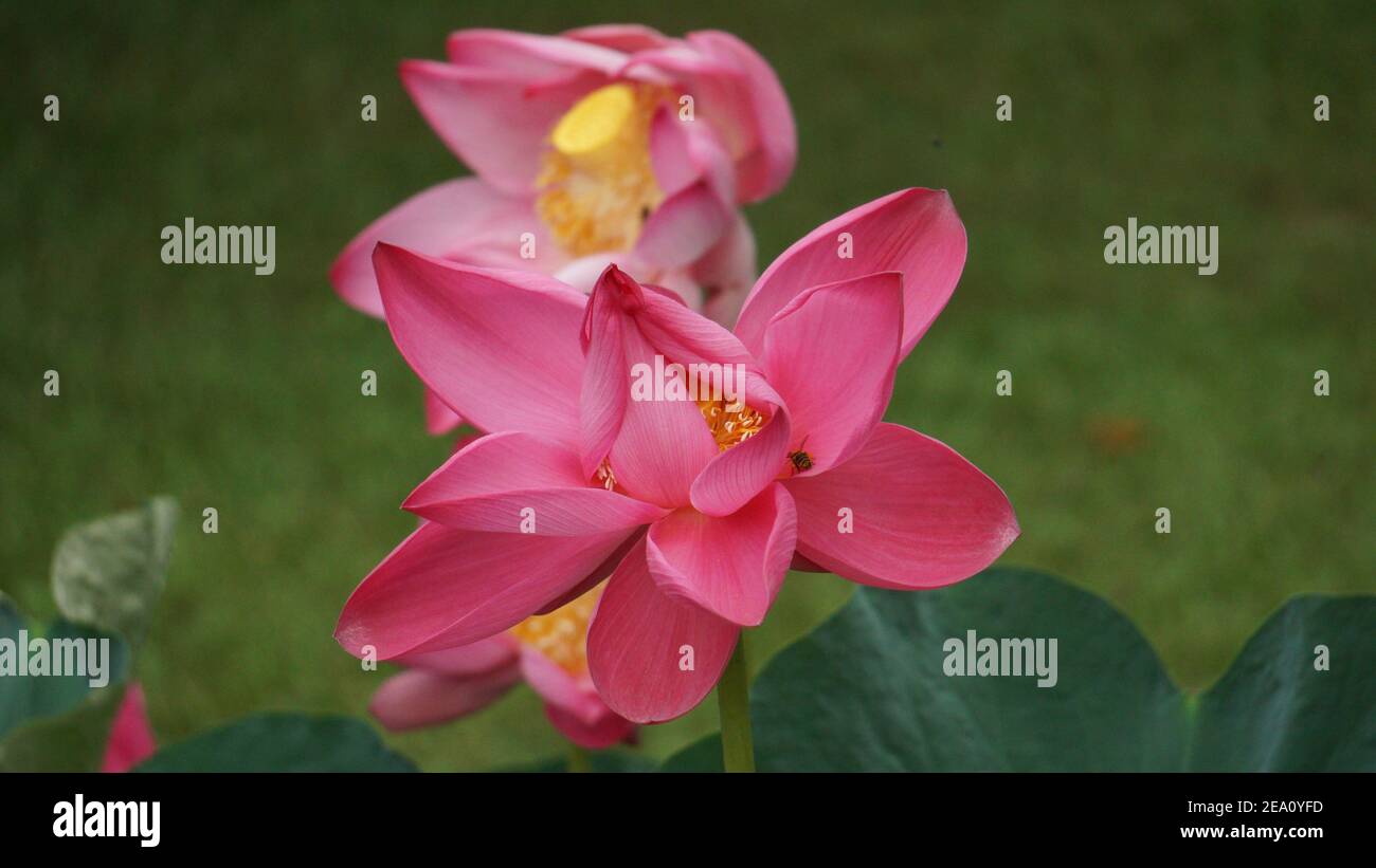 Lotus Flowers High Resolution Photos Stock Photo - Alamy