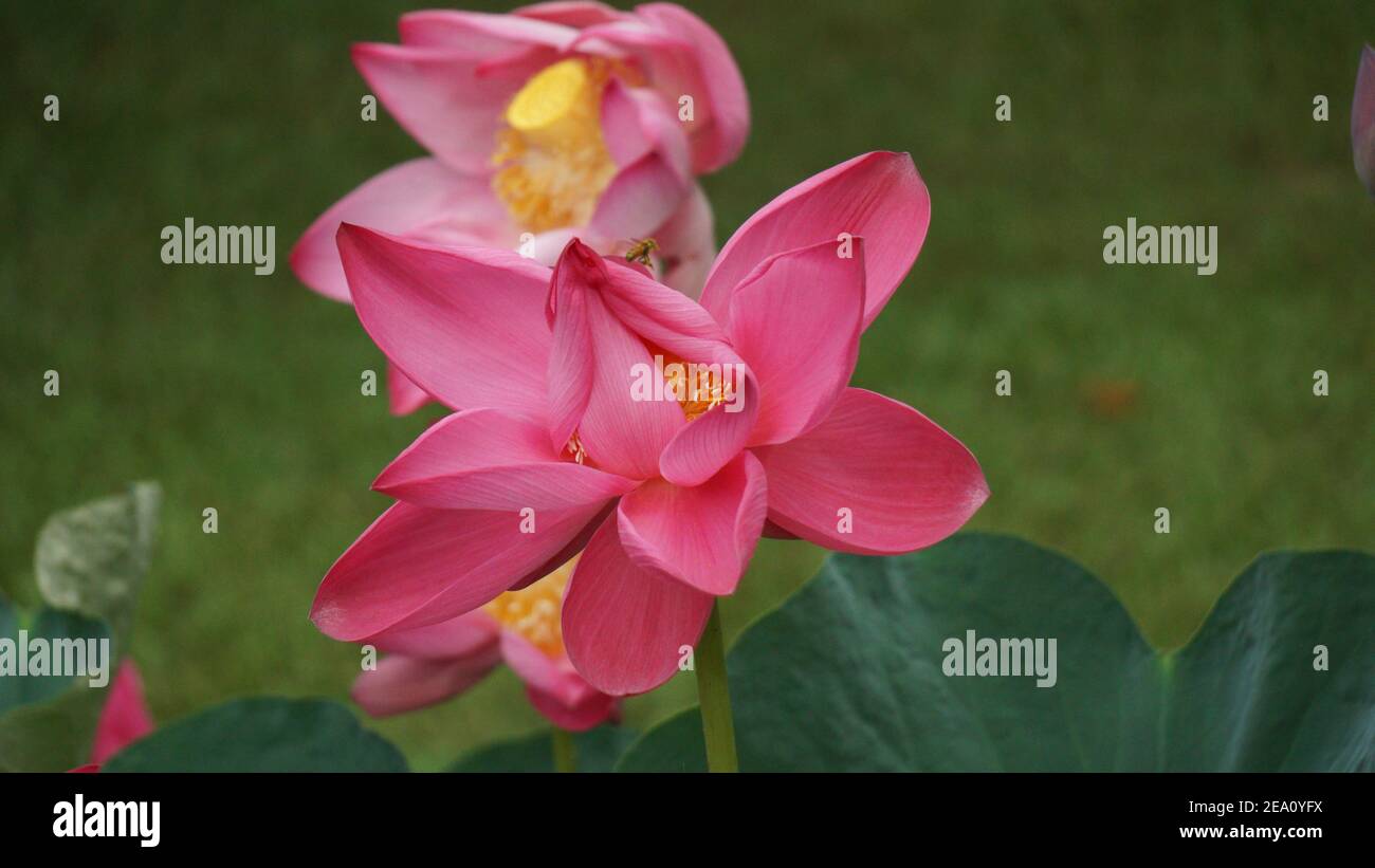 Lotus Flowers High Resolution Photos Stock Photo - Alamy