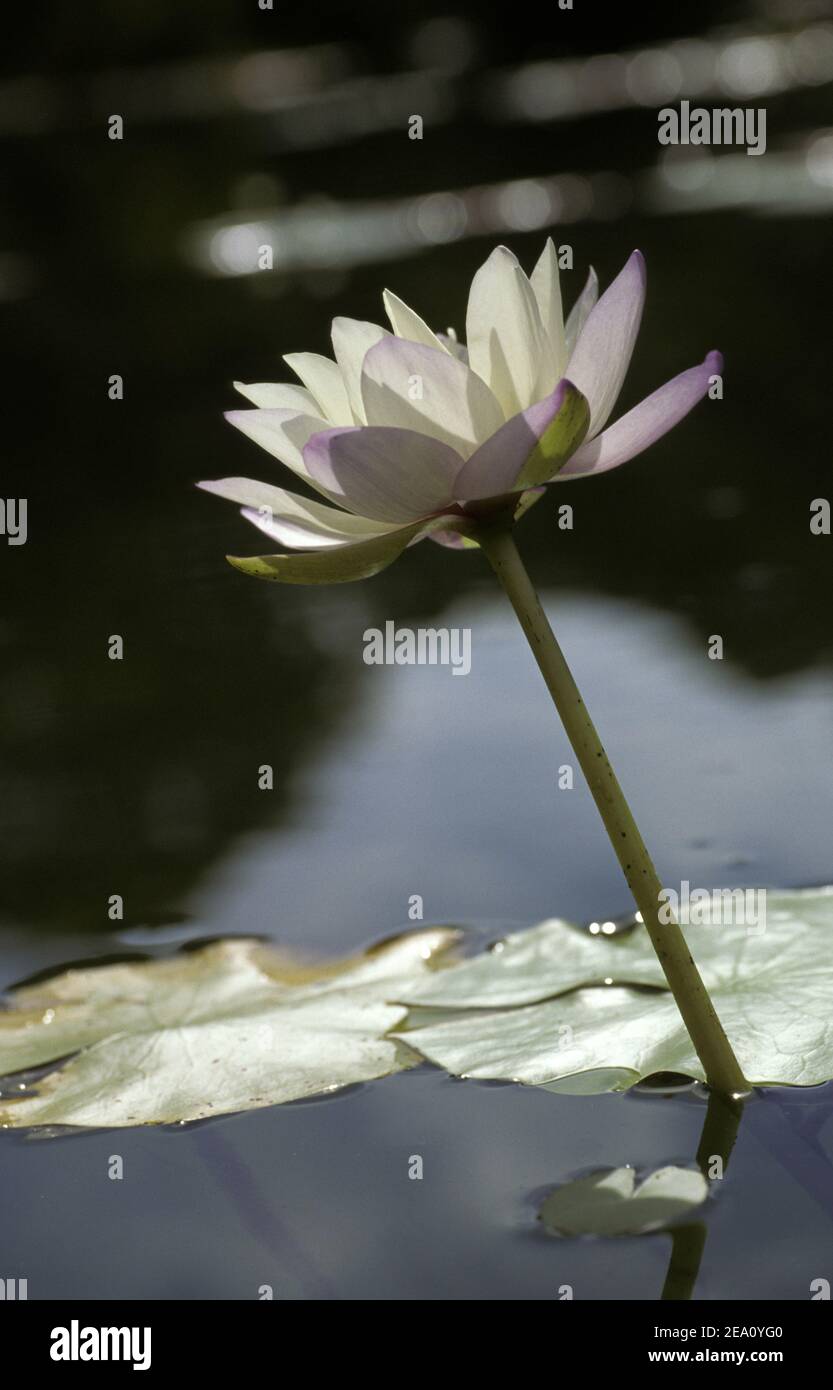 Australia northern territory water lilies hi-res stock photography and ...