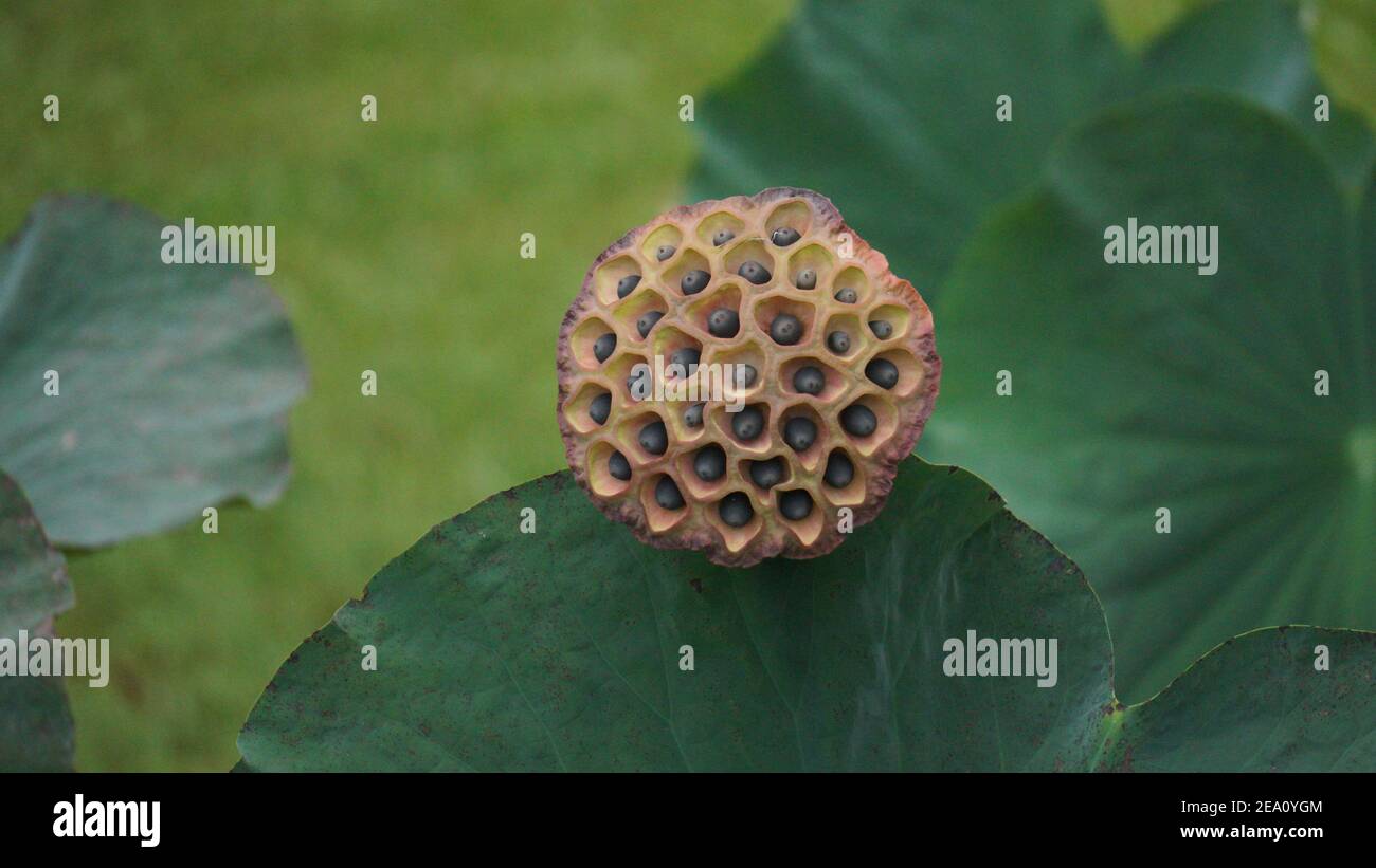 Stages of lotus flower hi-res stock photography and images - Alamy