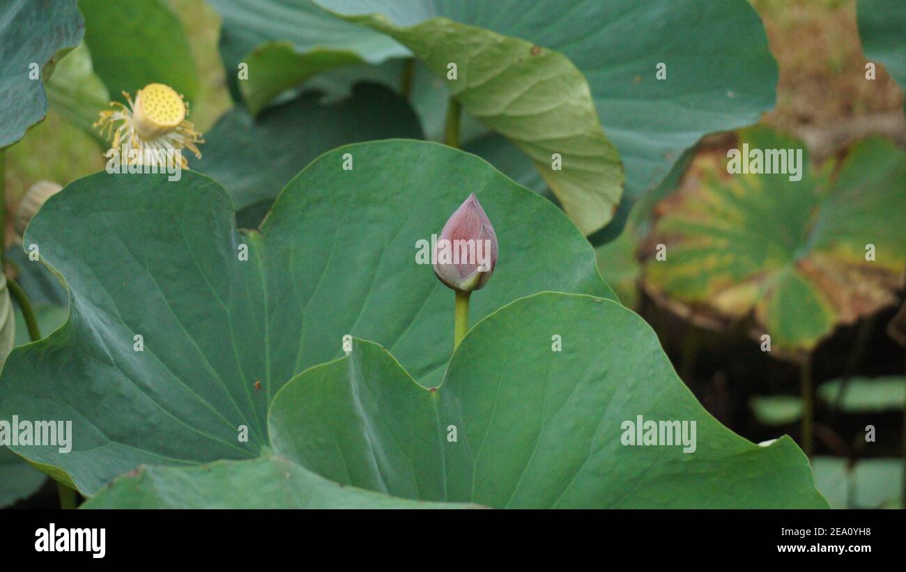Stages of lotus flower hi-res stock photography and images - Alamy