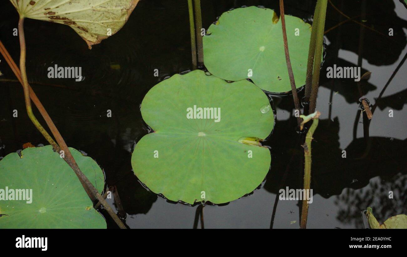 Stages of lotus flower hi-res stock photography and images - Alamy