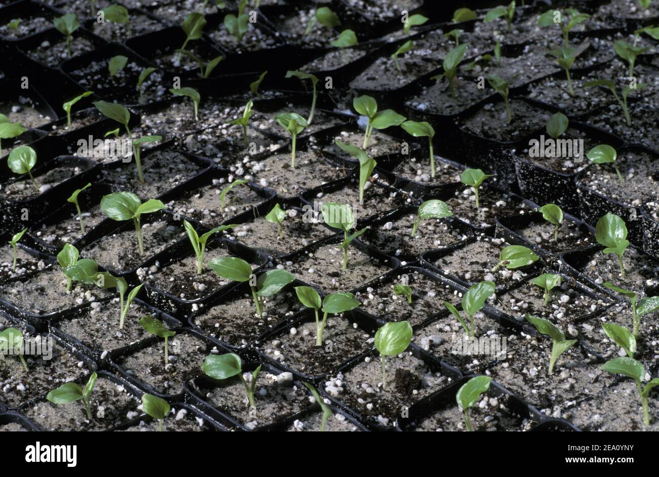 Potted seedlings hi-res stock photography and images - Alamy