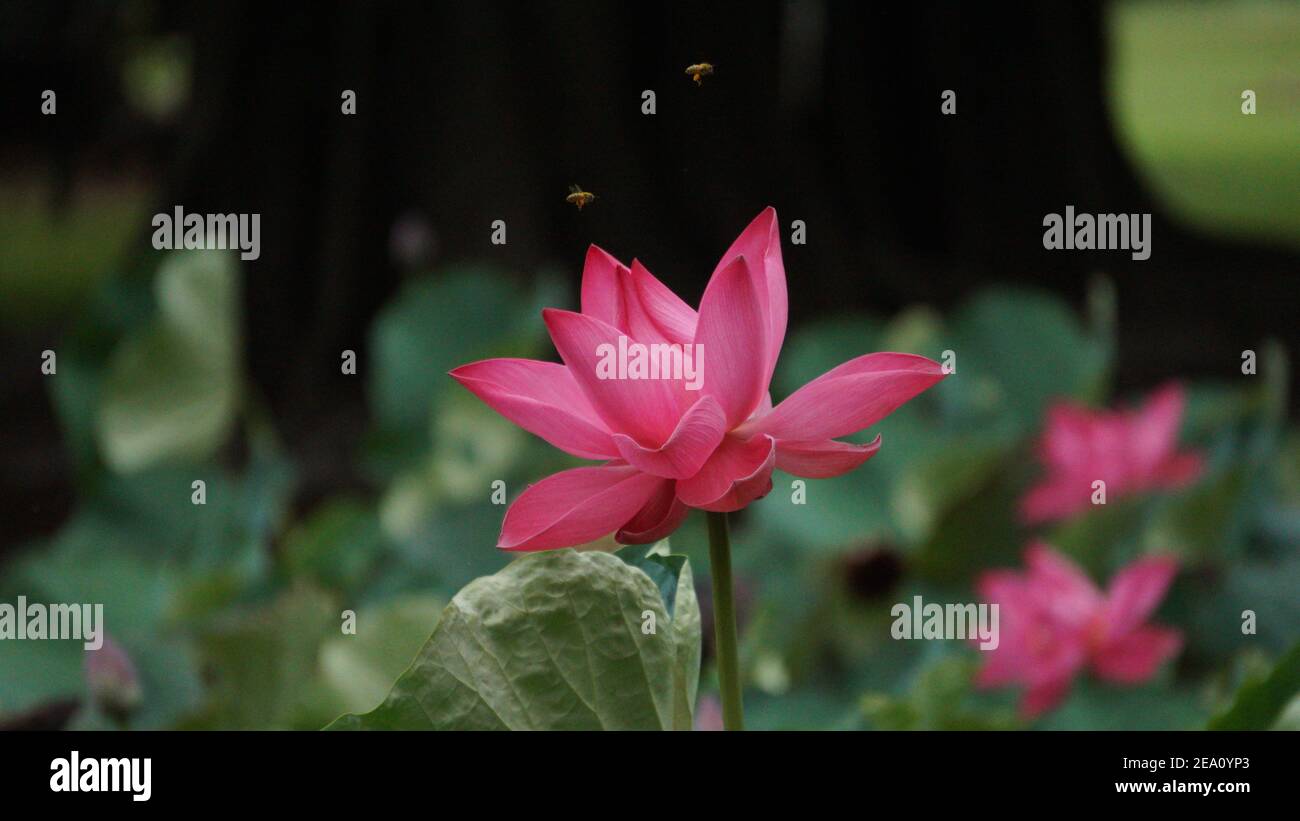 Stages of lotus flower hi-res stock photography and images - Alamy
