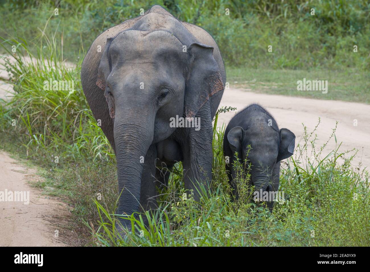 A female Ceylon elephant with a baby elephant close up. Habarana, Sri ...