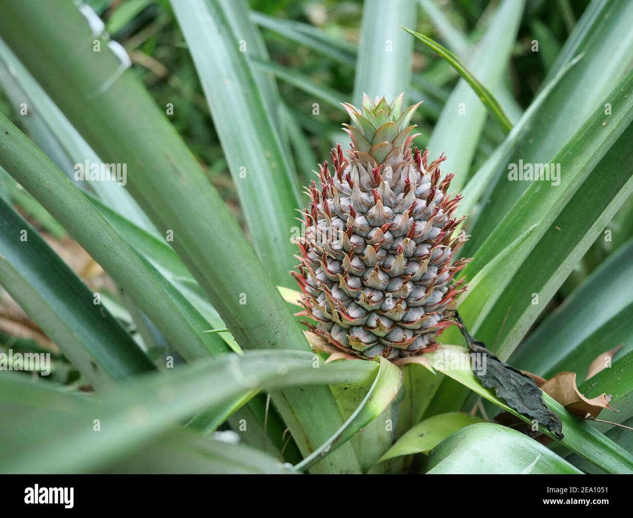 Young pineapple fruit on tree plant with natural green background ...