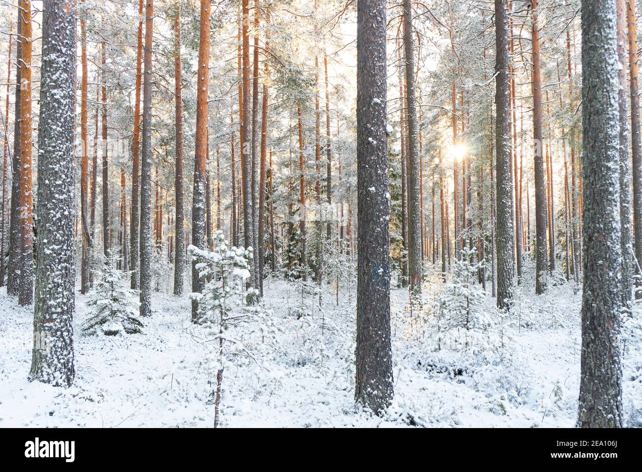 Snowy winter landscape panorama with forest and sun rays. Winter sunset ...