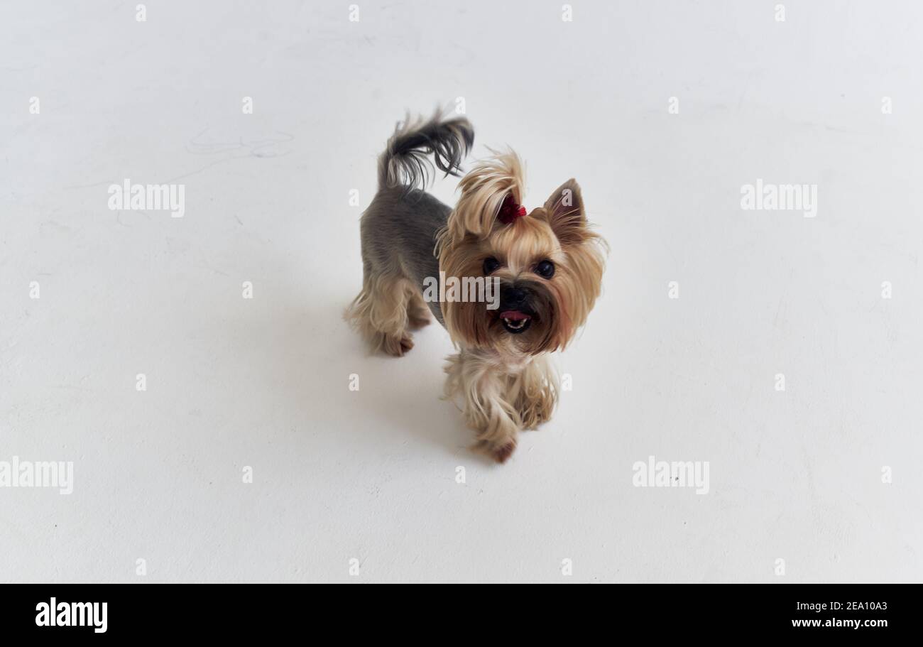 purebred small dog yorkshire terrier white background pet grooming ...