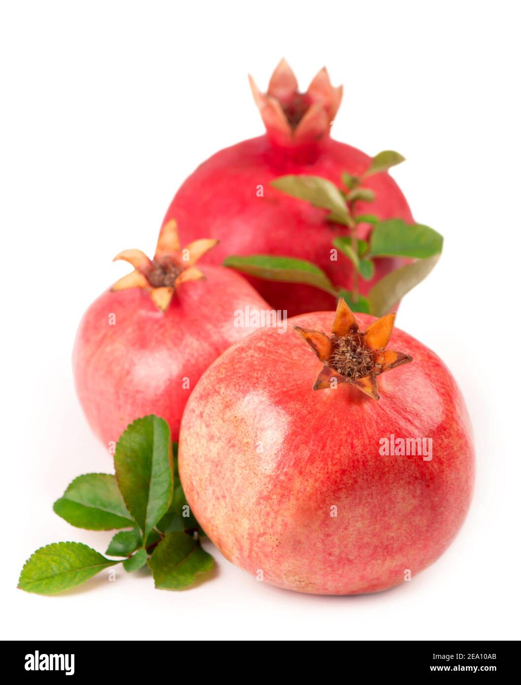 Pomegranate plant leaves Cut Out Stock Images & Pictures - Alamy