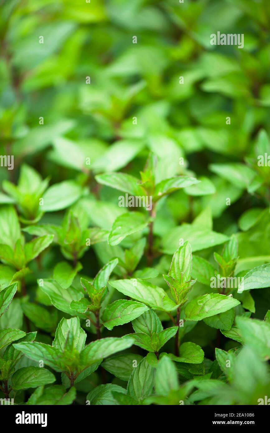 Mint plant grow at vegetable garden Stock Photo - Alamy