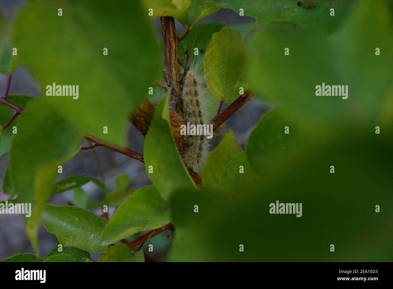 Little green caterpillar Stock Photo - Alamy