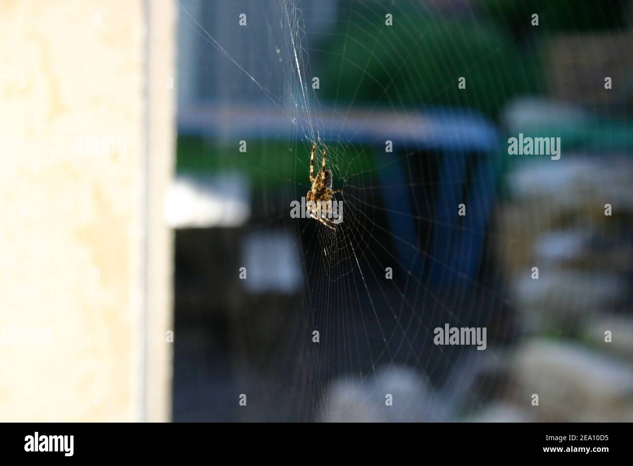 Creepy spider web hi-res stock photography and images - Alamy