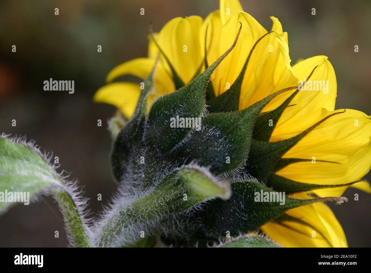 Sunflower from the back Stock Photo - Alamy
