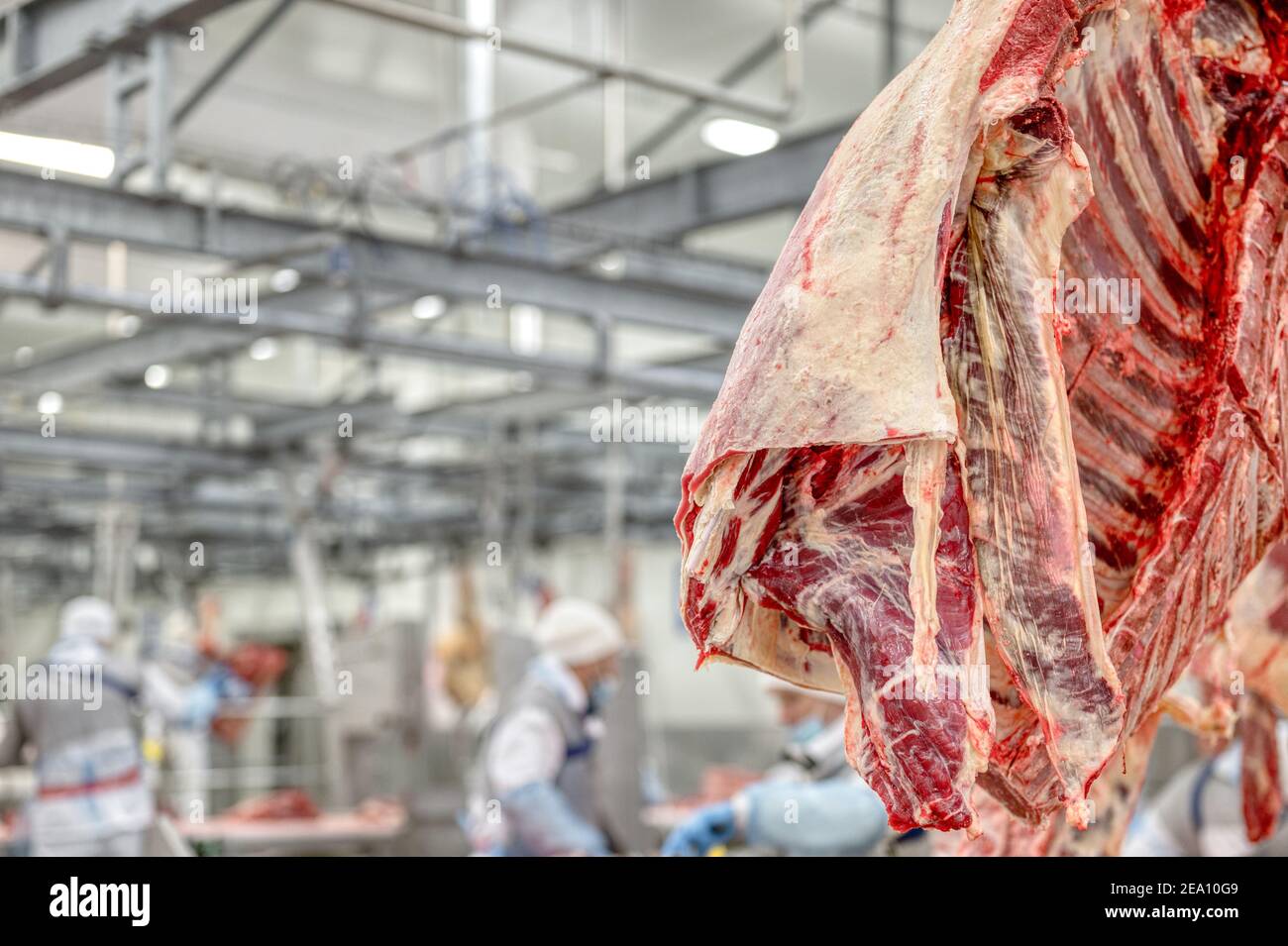 Beef carcasses hi-res stock photography and images - Alamy