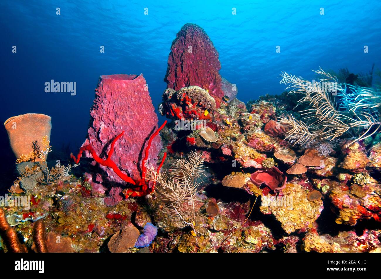 Giant barrel sponge, Roatan Island, Honduras Stock Photo - Alamy