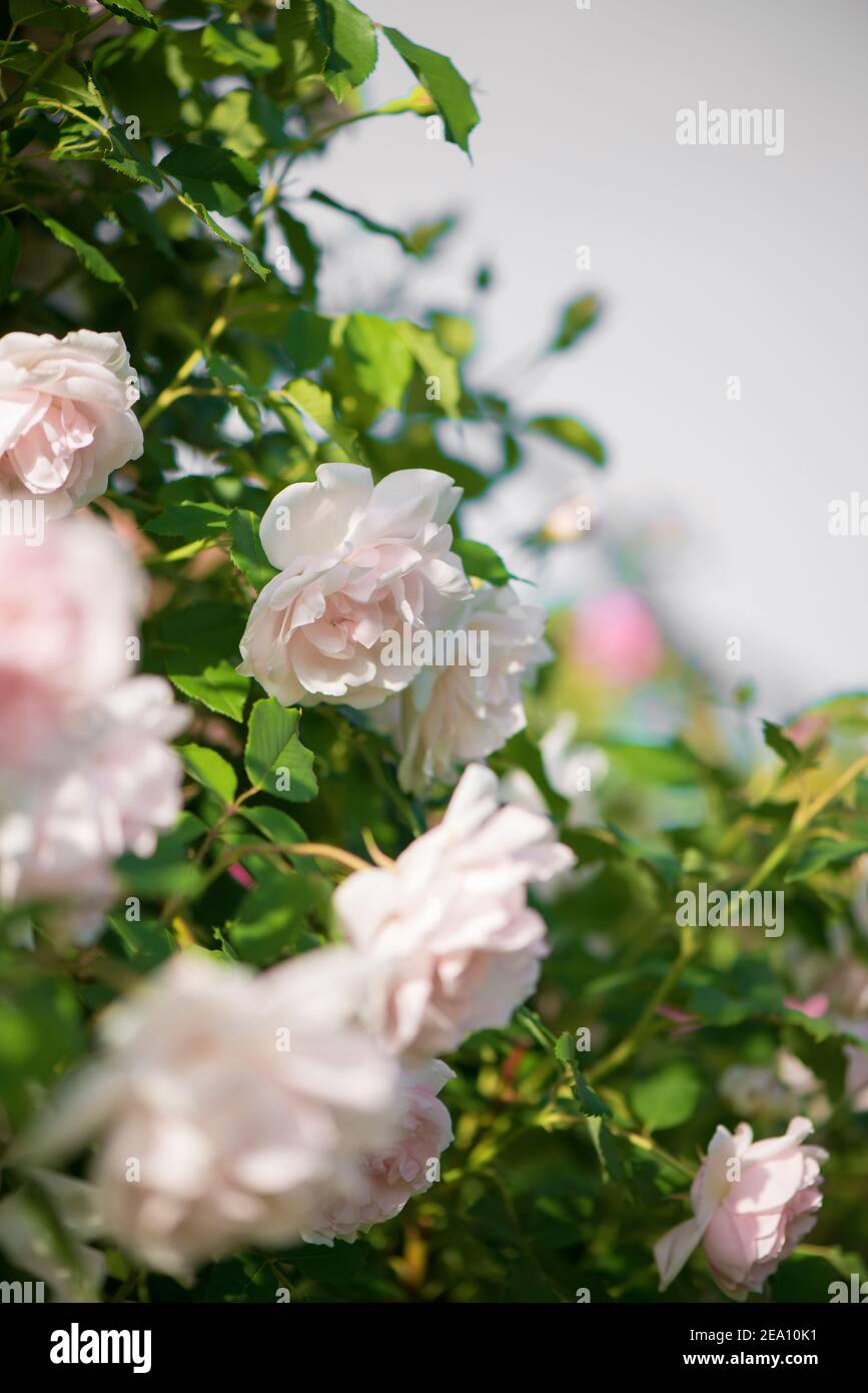 Prague red roses hi-res stock photography and images - Alamy