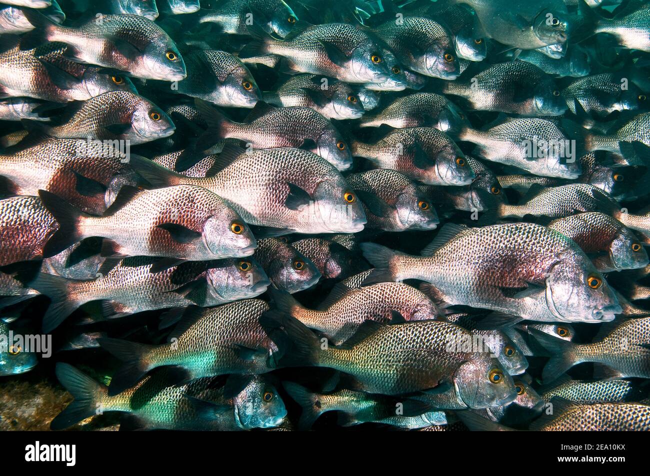 Black margate fish school, Hol Chan Marine Reserve, Belize Stock Photo ...