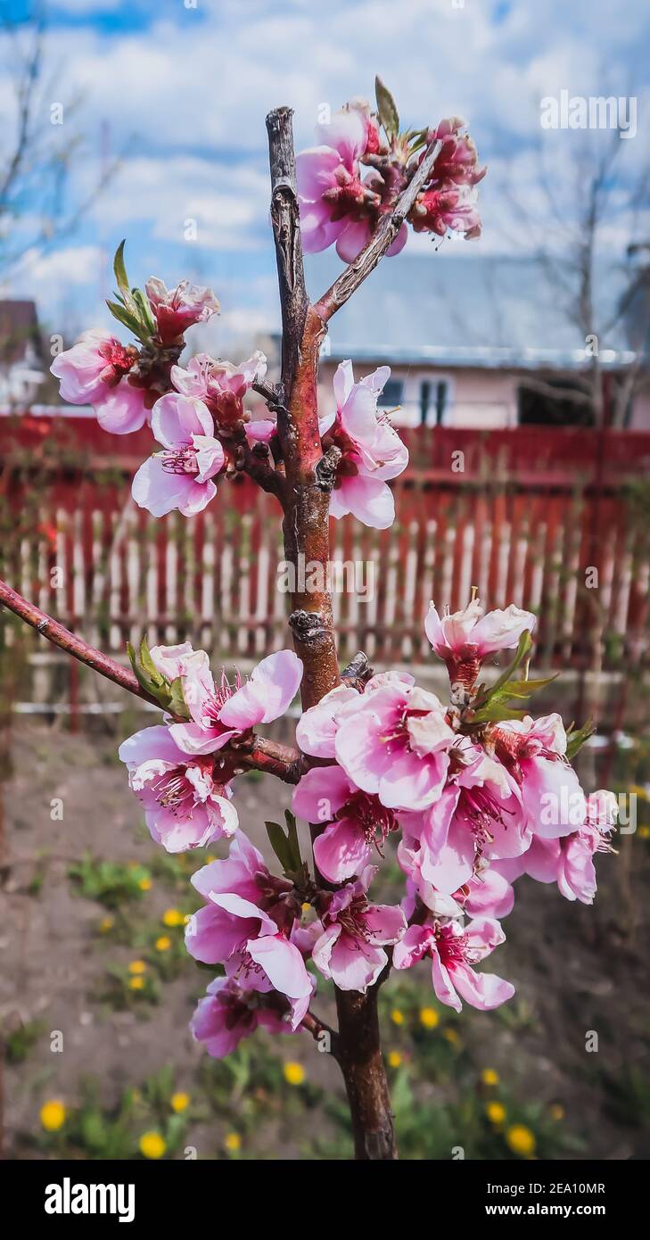 Peach bl hi-res stock photography and images - Alamy