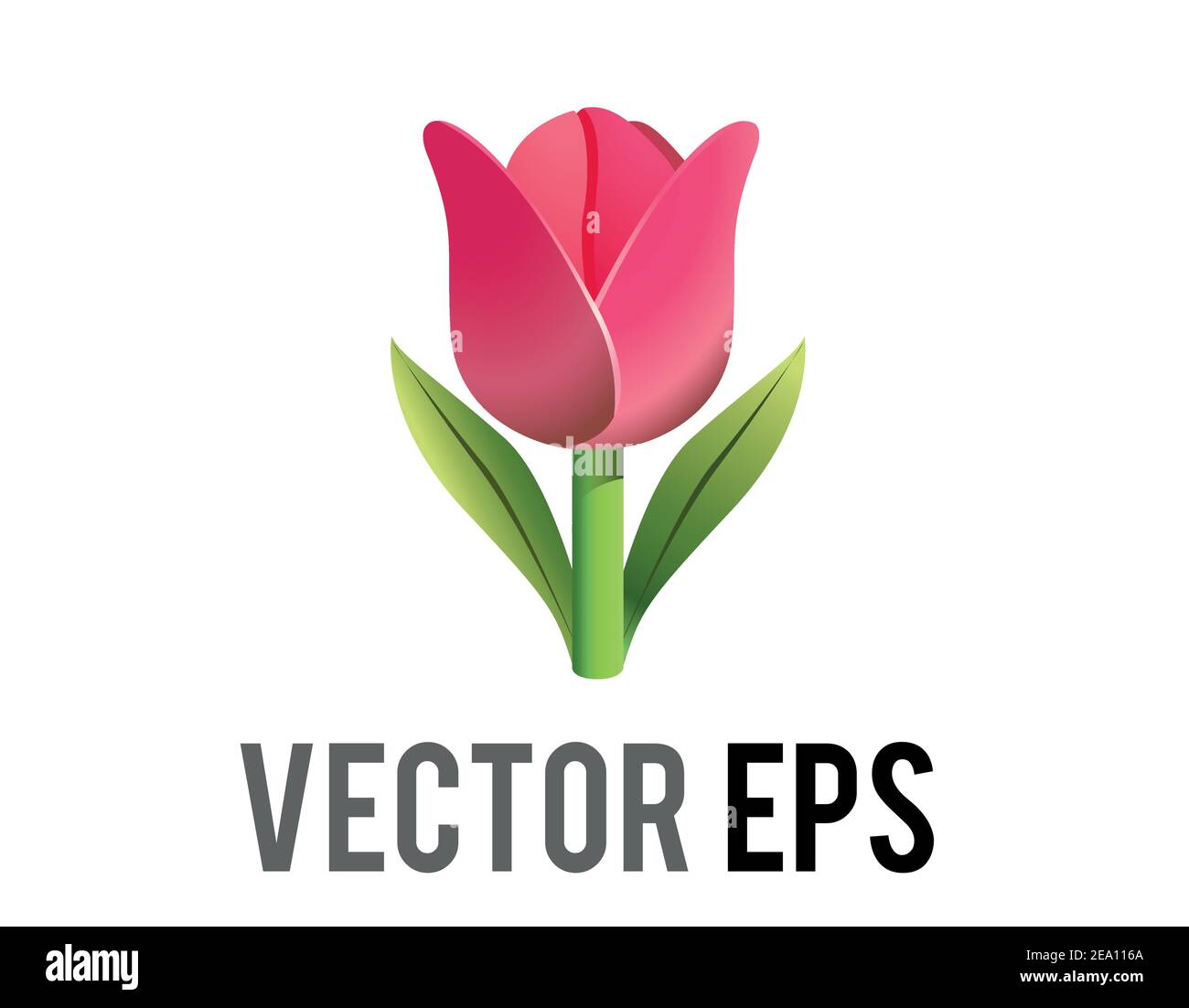 Tulip vector vectors hi-res stock photography and images - Alamy