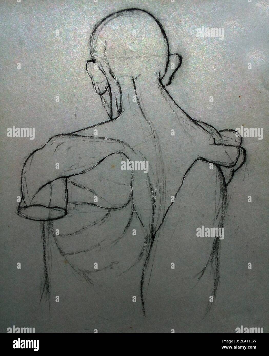 anatomy , Art ,drawing ,Fine art ,Light and shadow, bust Stock Photo ...