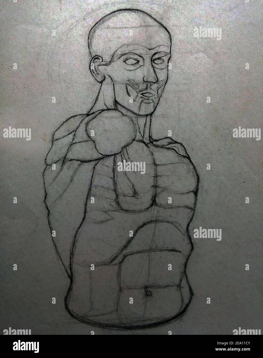 anatomy , Art ,drawing ,Fine art ,Light and shadow, bust Stock Photo ...