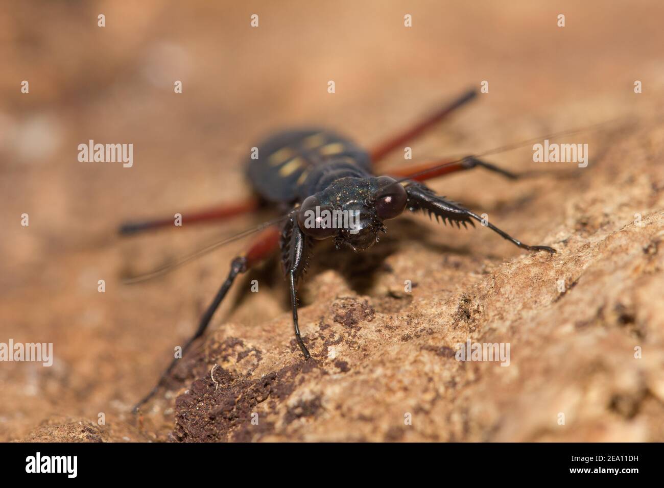 Bark mantis (Metallyticus violaceus Stock Photo - Alamy