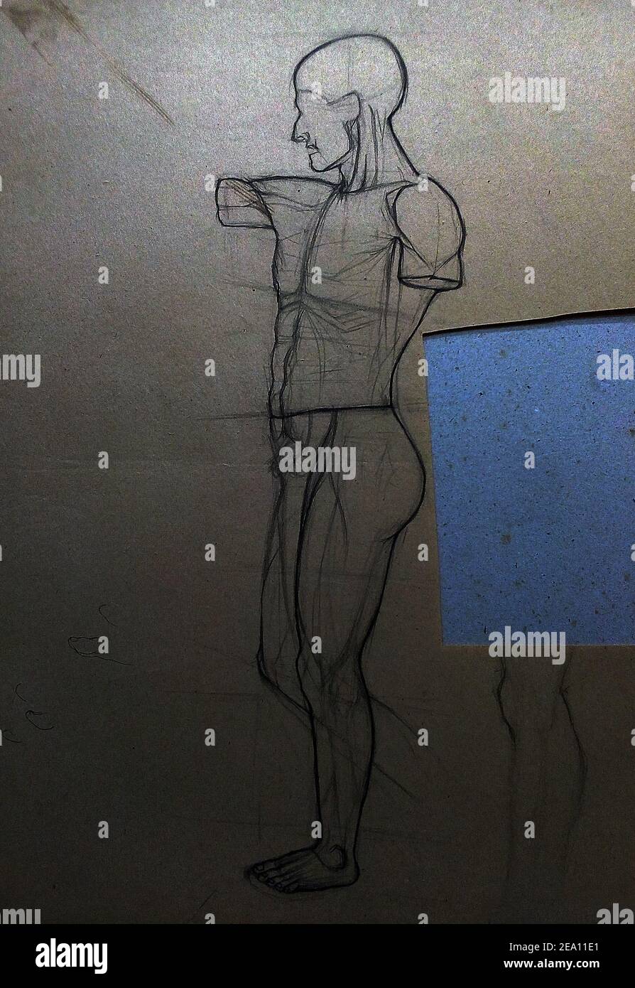 Art ,anatomy drawing ,Fine art ,Light and shadow, bust Stock Photo - Alamy