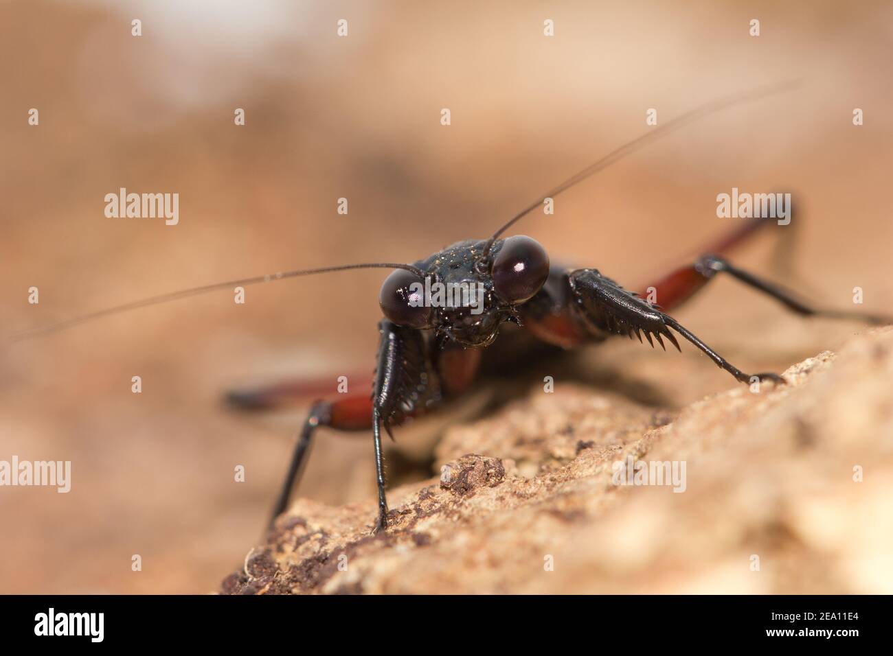 Bark mantis (Metallyticus violaceus Stock Photo - Alamy