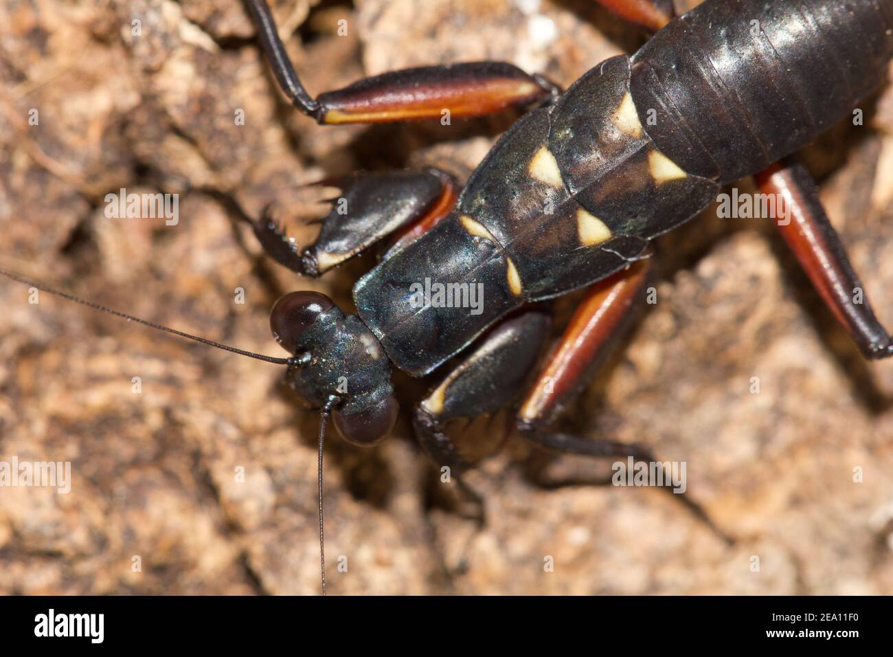 Bark mantis hi-res stock photography and images - Alamy
