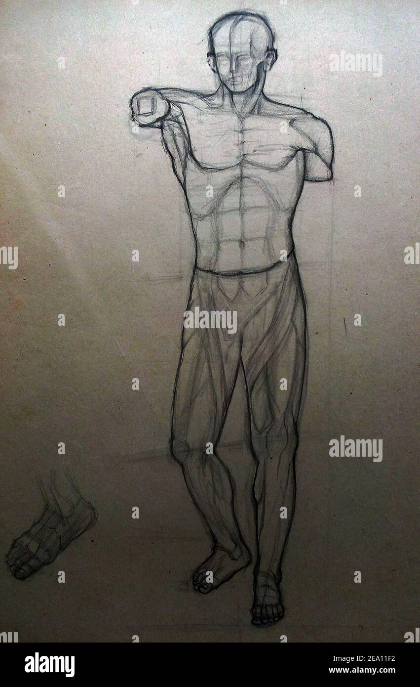 anatomy , Art ,drawing ,Fine art ,Light and shadow, bust Stock Photo ...