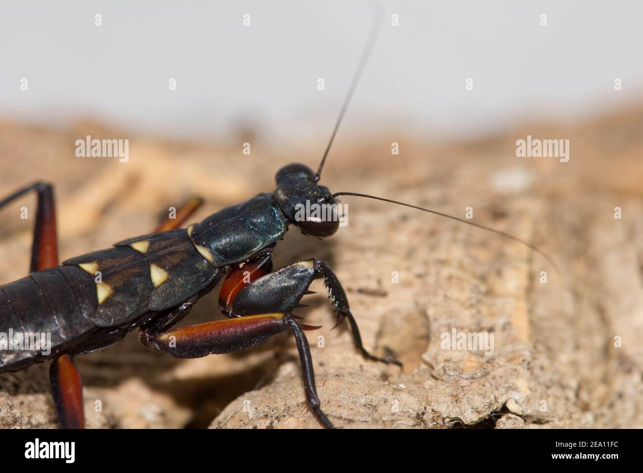 Bark mantis hi-res stock photography and images - Alamy