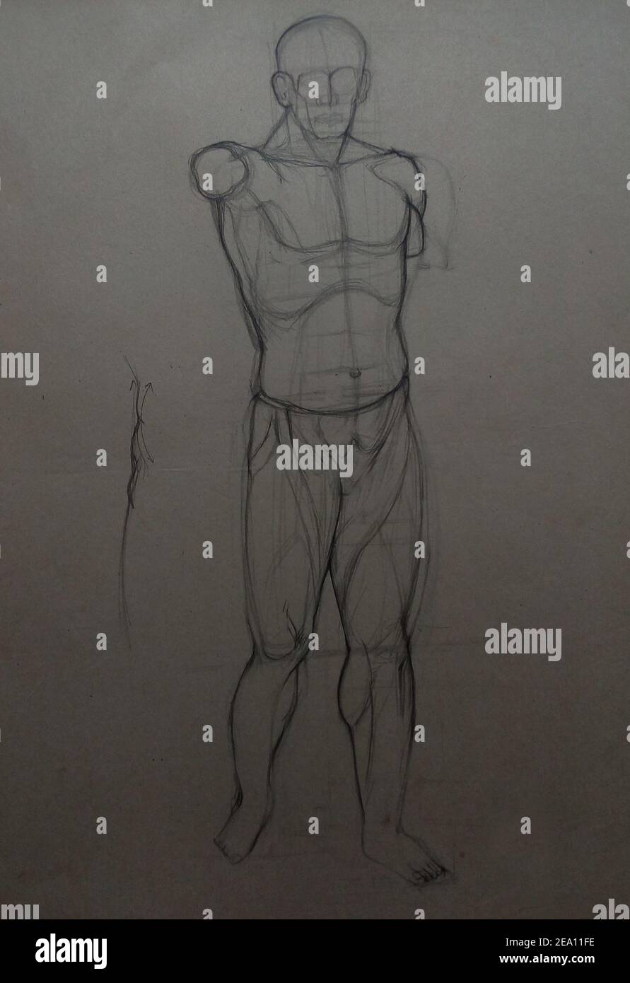 anatomy , Art ,drawing ,Fine art ,Light and shadow, bust Stock Photo ...