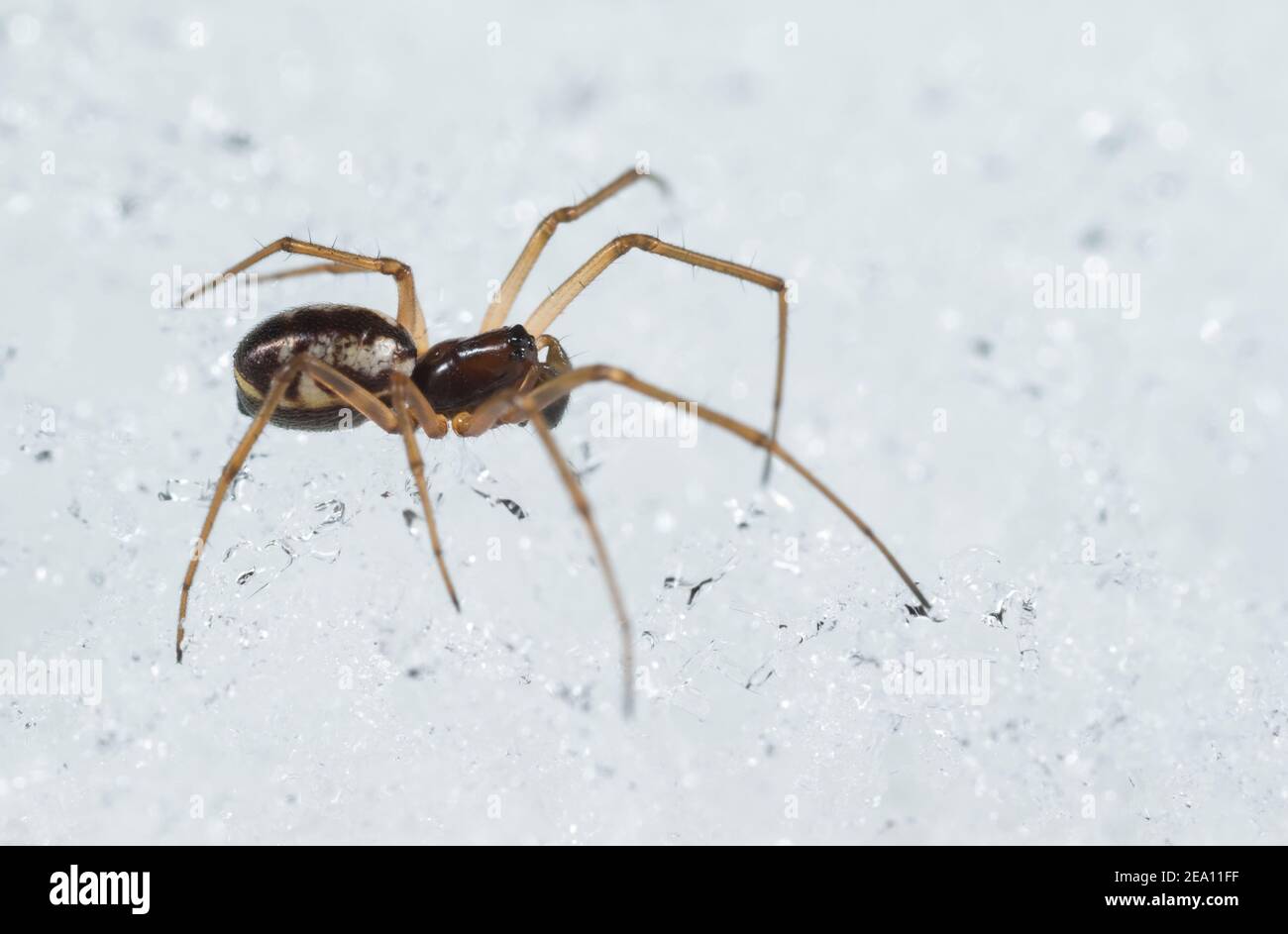 Dwarf spider hi-res stock photography and images - Alamy