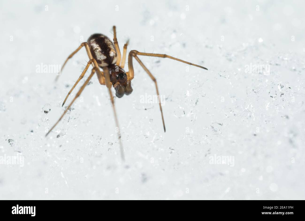 Dwarf sheet spider hi-res stock photography and images - Alamy