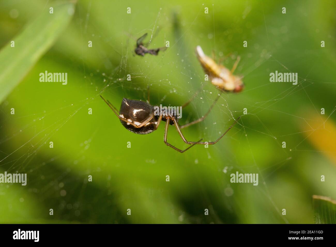 Dwarf Spider High Resolution Stock Photography and Images - Alamy